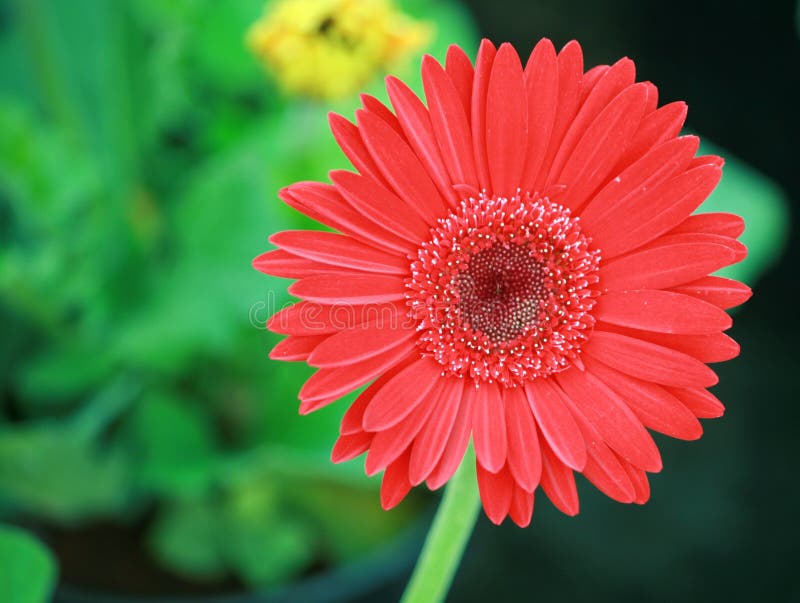 Gerbera stock photo. Image of petal, flower, family, nature - 17832772