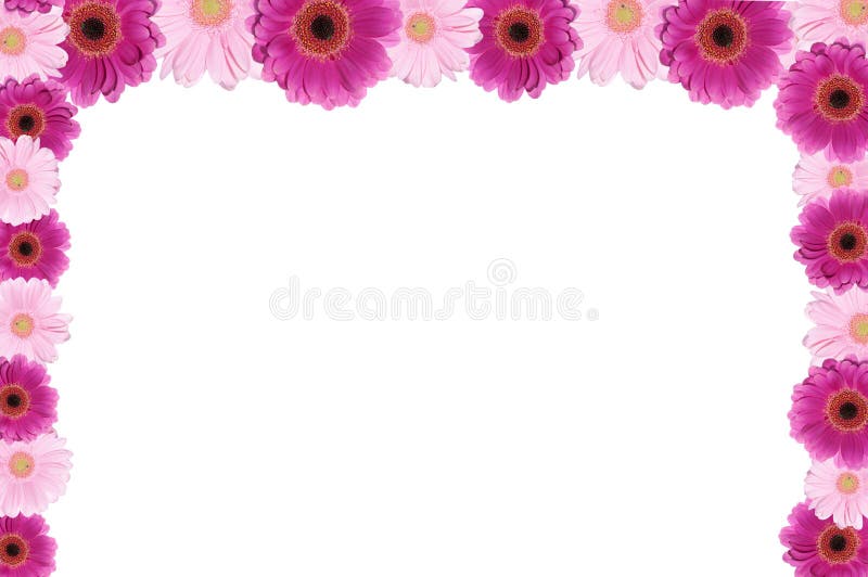 Gerbera stock photo. Image of text, purple, copy, gerbera - 27594508