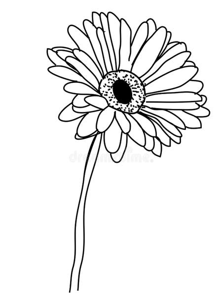 Gerbera Line Drawing Stock Illustrations – 1,055 Gerbera Line Drawing ...
