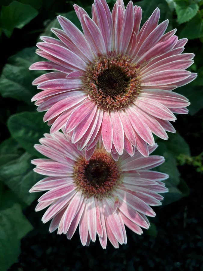 Beautiful Red Combretaceae Flower Stock Photo - Image of blossom, green ...