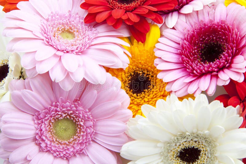 Gerbera background stock image. Image of charming, green - 24260313