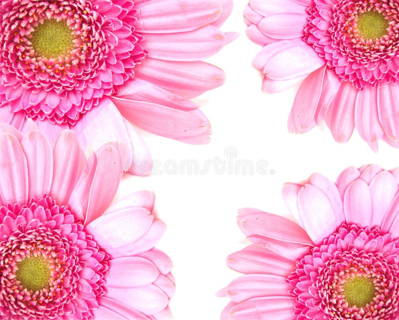 Gerbera background stock image. Image of isolated, freshness - 286513