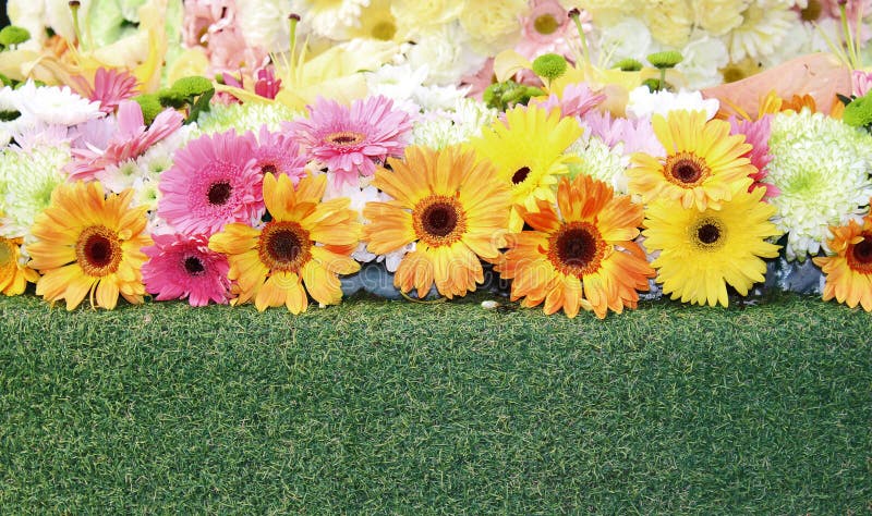 Gerbera backgrounds stock photo. Image of vibrant, nature - 35991010