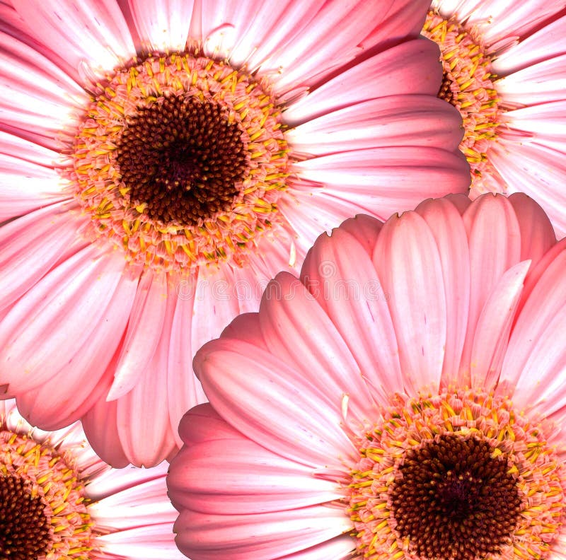 Beautiful Bright Pink Gerbera Flowers Stock Photo - Image of daisy ...