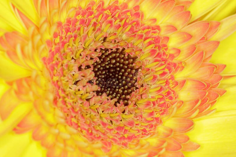 Gerbera stock image. Image of nature, botanical, color - 55213145