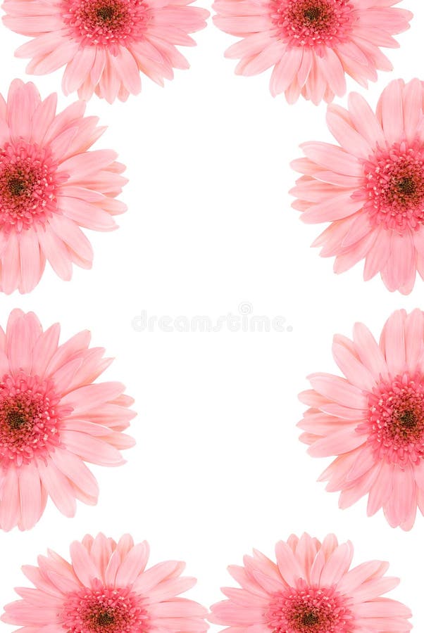 34+ Gerbera border Free Stock Photos - StockFreeImages