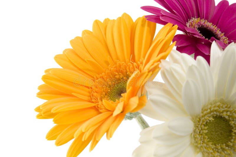 Bouquet of five roses stock photo. Image of roses, bright - 1804488