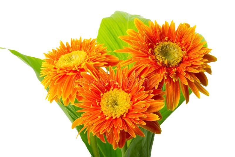 Gerbera Bouquet on Green Leaf Stock Photo - Image of flower, gerbera ...