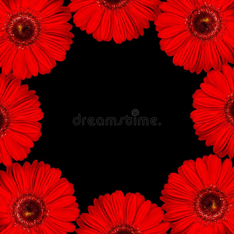 Bright Red Gerbera Flowers As Border on Black Back Stock Image - Image ...