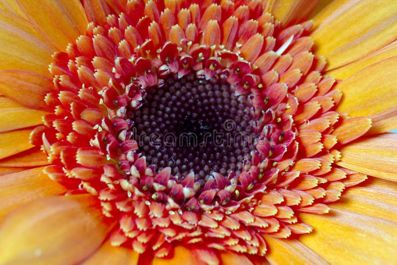 Gerbera stock image. Image of color, nature, family, flower - 60862001