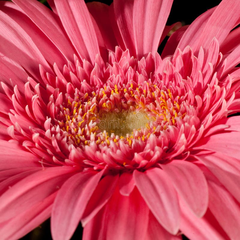 Gerbera stock image. Image of stem, nature, closeup, flower - 91869885