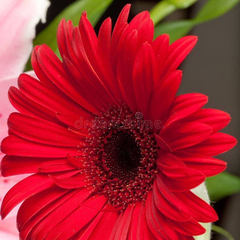 Gerbera stock photo. Image of petal, gerbera, closeup - 91867942