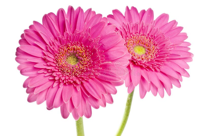 Gerbera cor-de-rosa foto de stock. Imagem de girassol - 10327076
