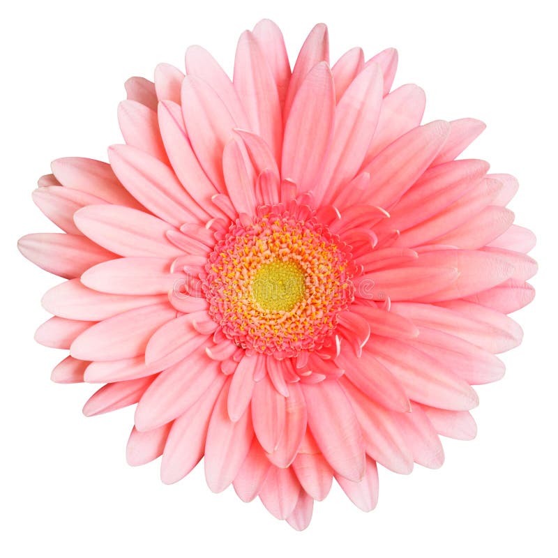 Gerbera cor-de-rosa imagem de stock. Imagem de nave, valentina - 13655575
