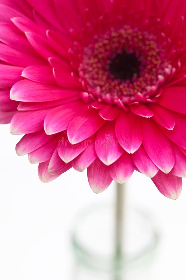 Gerbera cor-de-rosa imagem de stock. Imagem de frescor - 29318187