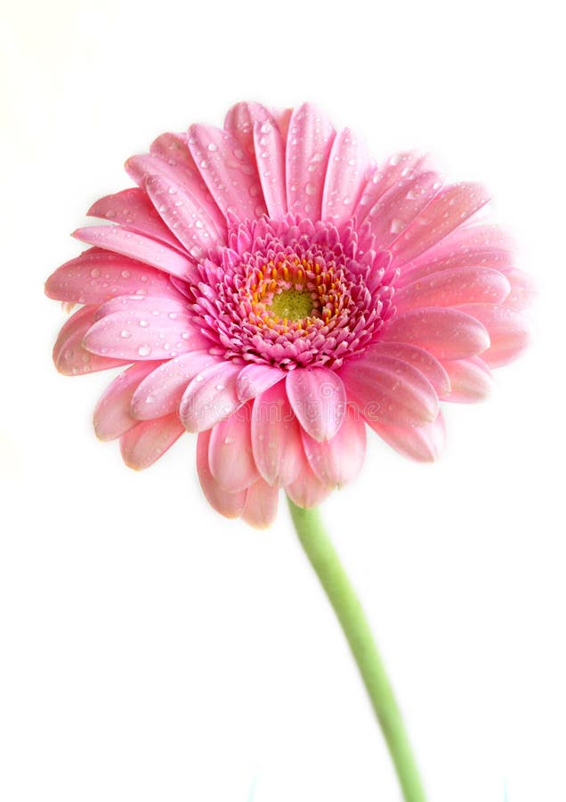 Gerbera cor-de-rosa foto de stock. Imagem de flor, romântico - 39664144