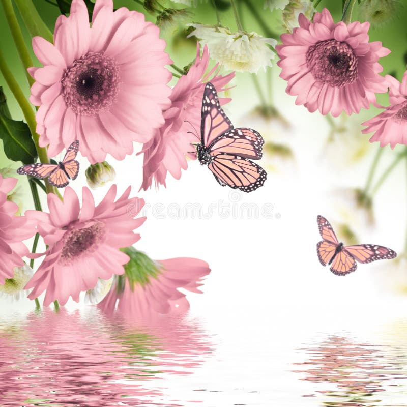 Gerbera Daisies and Butterfly Stock Photo - Image of gerbera, pattern ...