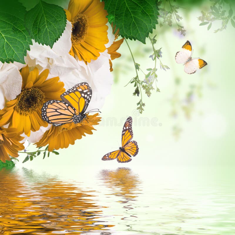 Gerbera Daisies and Butterfly Stock Photo - Image of gerbera, pattern ...