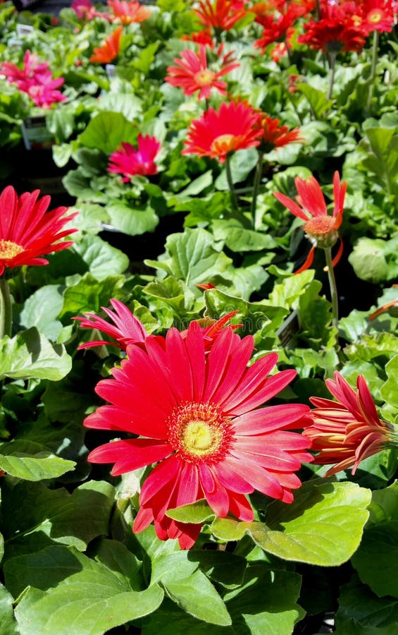 Gerbera Daisies stock photo. Image of nursery, gerbera - 70472776