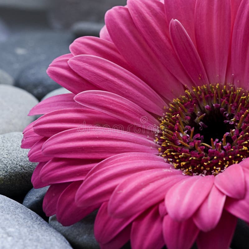 Gerbera daisy stock photo. Image of plant, purity, pink - 11707564