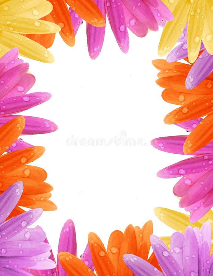 Gerbera Daisy stock photo. Image of gerber, group, element - 2769690