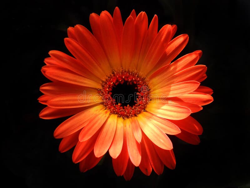 Gerbera Flame Colored Daisy Centered on Page Stock Photo - Image of ...