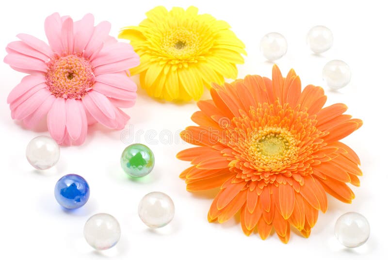 Gerbera Daisy Flower Arrangements Stock Photo - Image of blossoming ...