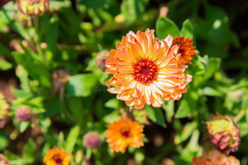 Gerbera Daisy Flower in Flower Garden on Top View. Stock Image - Image ...