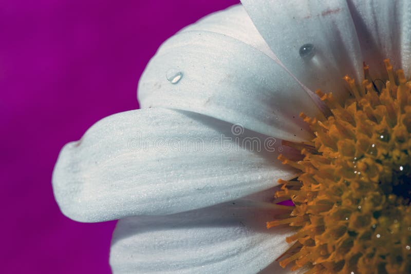 Gerbera Daisy Flower, Macro Photo. Stock Image - Image of eggs, gerbera ...