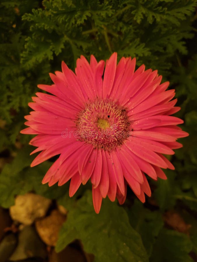Gerbera Salmon Stock Photos - Free & Royalty-Free Stock Photos from ...