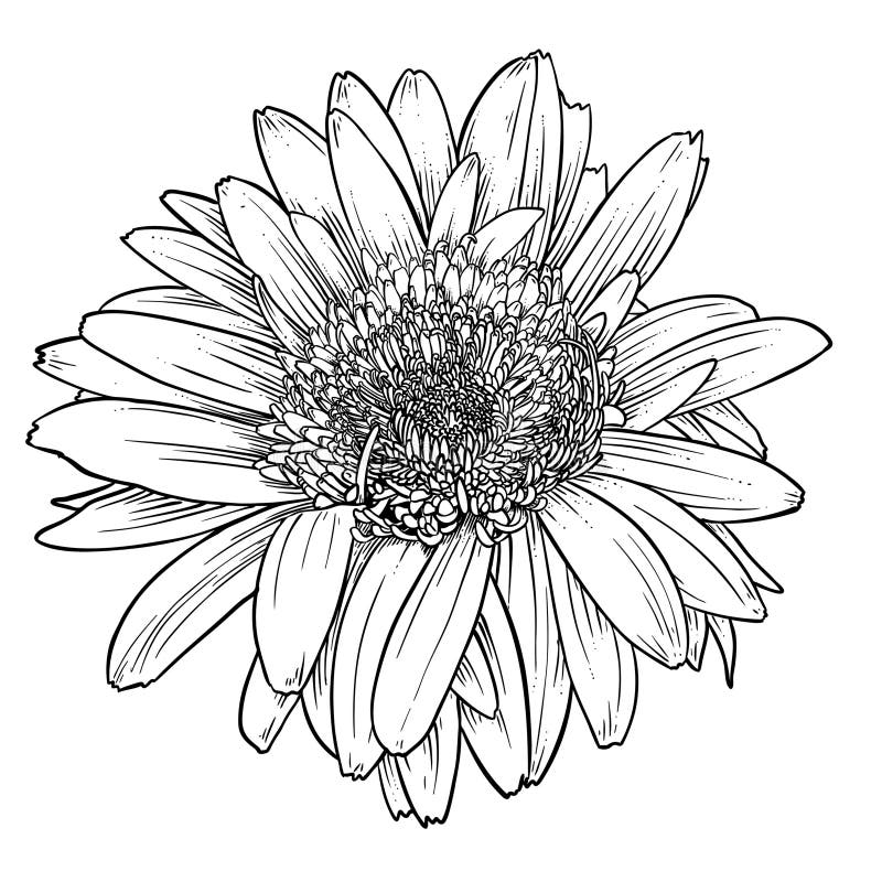 Three Daisy Outline Stock Illustrations – 142 Three Daisy Outline Stock ...