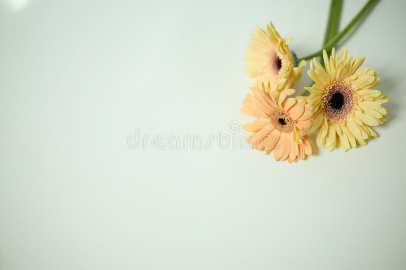 Gerbera Daisy Flowers on White Background with Copy Space for Text or ...