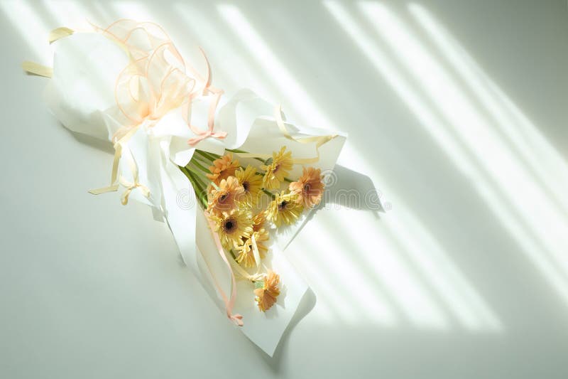 Gerbera Daisy Flowers on White Background with Sunlight and Shadow ...