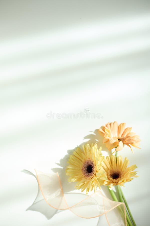 Gerbera Daisy Flowers on White Background with Sunlight and Shadow ...