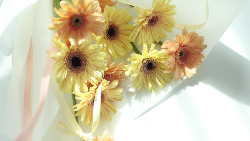 Gerbera Daisy Flowers on White Background Zoom Out and Slow Effect ...