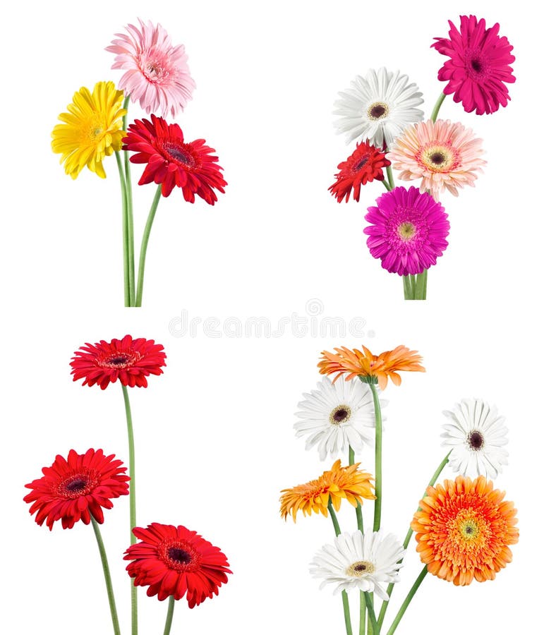 Gerbera daisy stock image. Image of spring, multi, daisy - 117725803