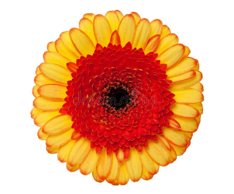 Daisy Path stock photo. Image of path, daisies, walk, flower - 3985824