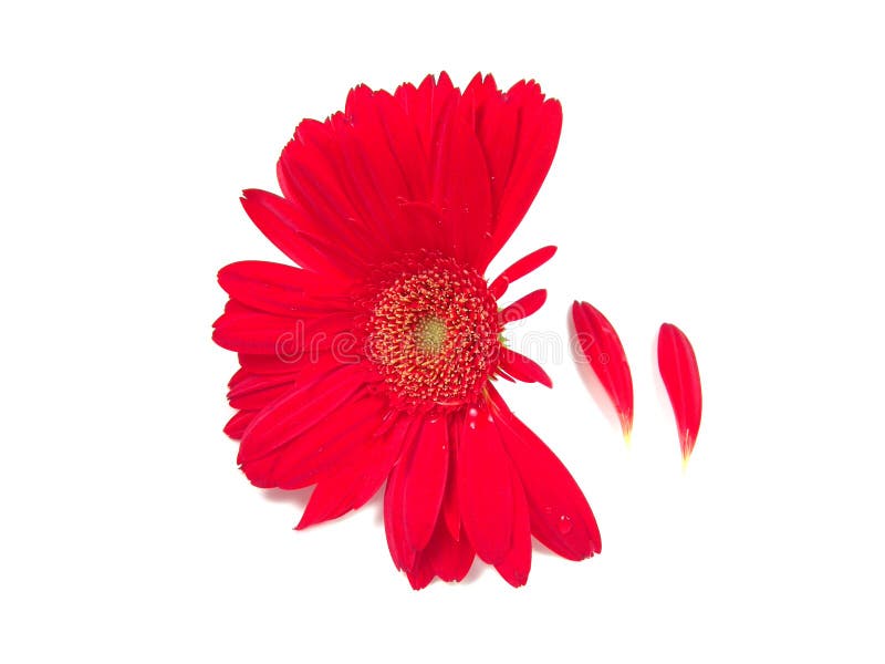 Gerbera Daisy and Petals stock image. Image of celebrate - 1355239