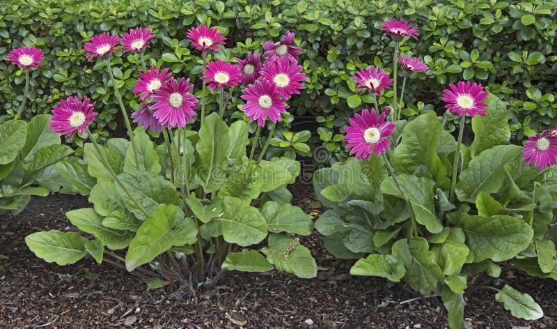 Gerbera Daisy Plants in Garden Stock Image - Image of gardening, leaves ...