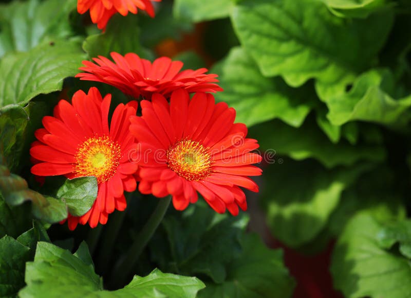 Gerbera Daisy. Red Flowers stock image. Image of gerber - 39756175