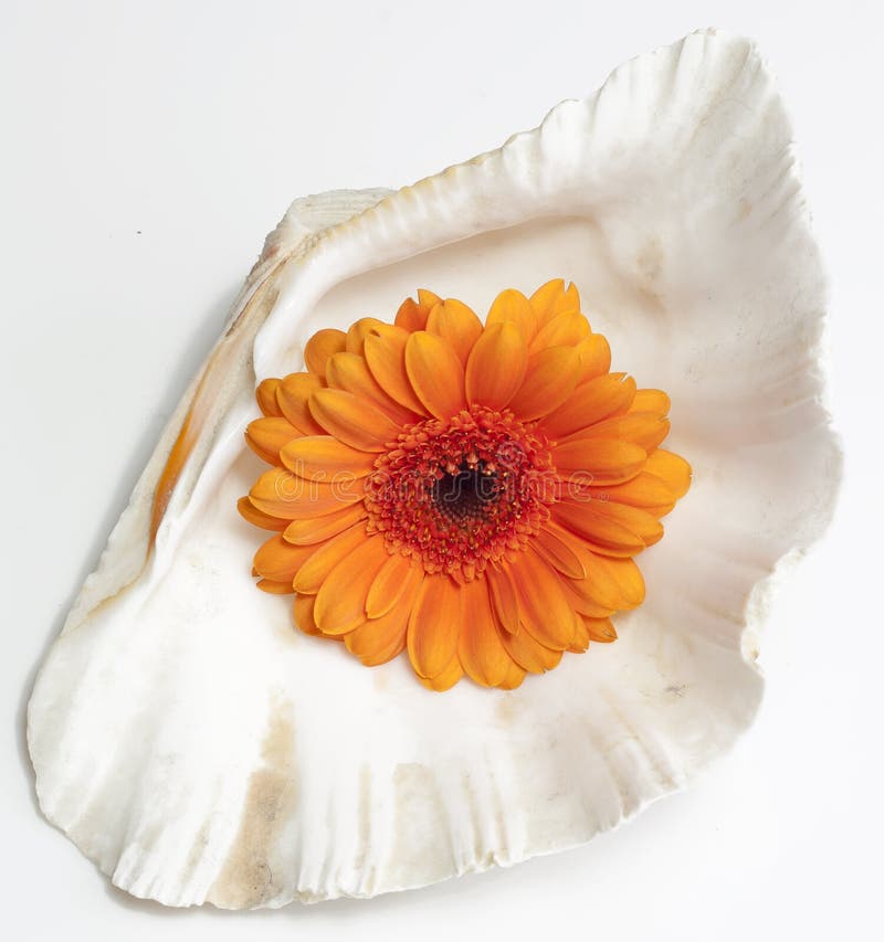 Gerbera daisy in shell stock image. Image of background - 28798653