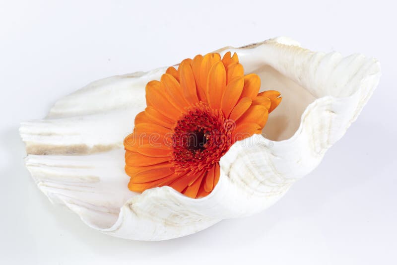 Gerbera daisy in shell stock image. Image of nature, scallop - 28798657