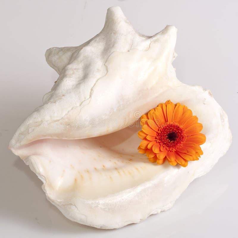 Gerbera daisy in shell stock photo. Image of conch, collection - 28798672