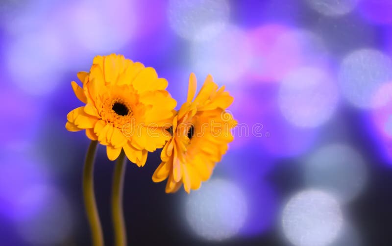 Gerbera Daisy Single Yellow Flower on Bokeh Lights Background Stock ...