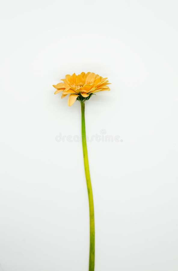 Gerbera Daisy Single Yellow Flower Stock Photo - Image of beauty, head ...