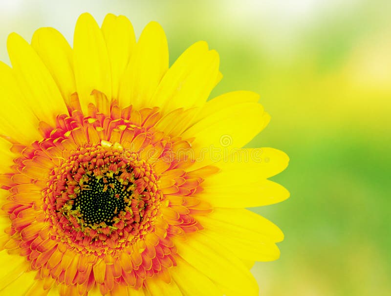 Gerbera Daisy stock image. Image of petal, daisy, frame - 61562883