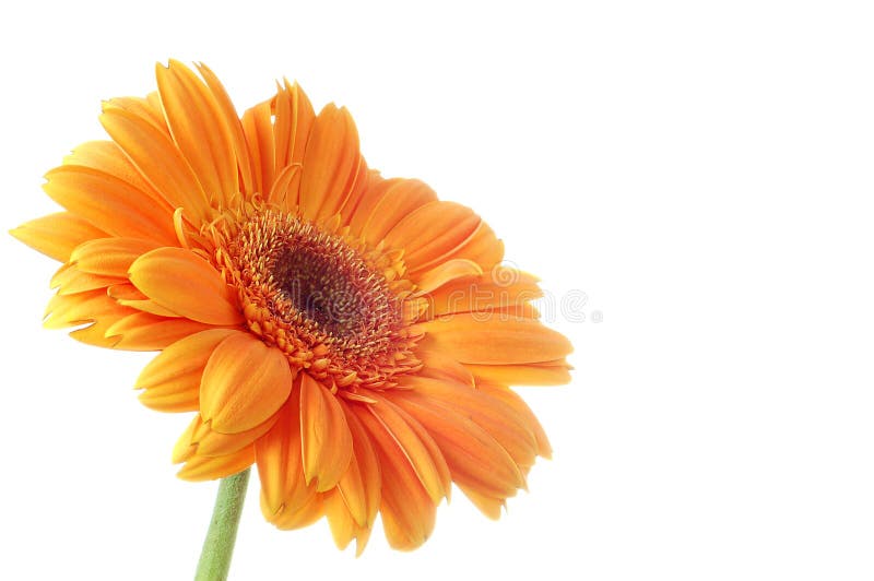 Gerbera De Fleur Image. Image: 4475226