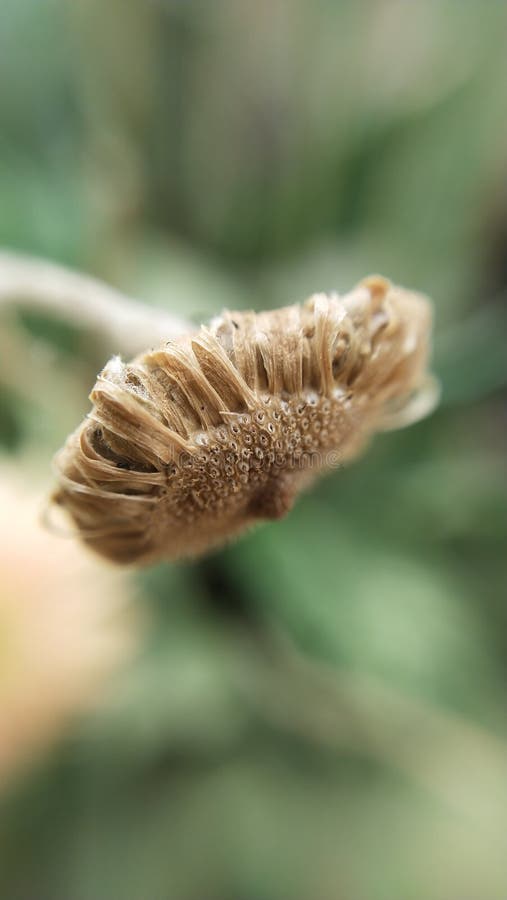 Gerbera Dried Flower Stem stock image. Image of grass - 245390775
