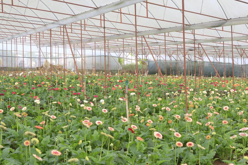 Gerbera Farm Inside Greenhouse Stock Image - Image of crop, family ...