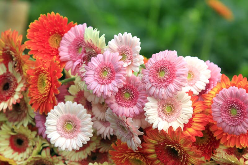 Gerbera Farm Inside Greenhouse Stock Image - Image of crop, family ...